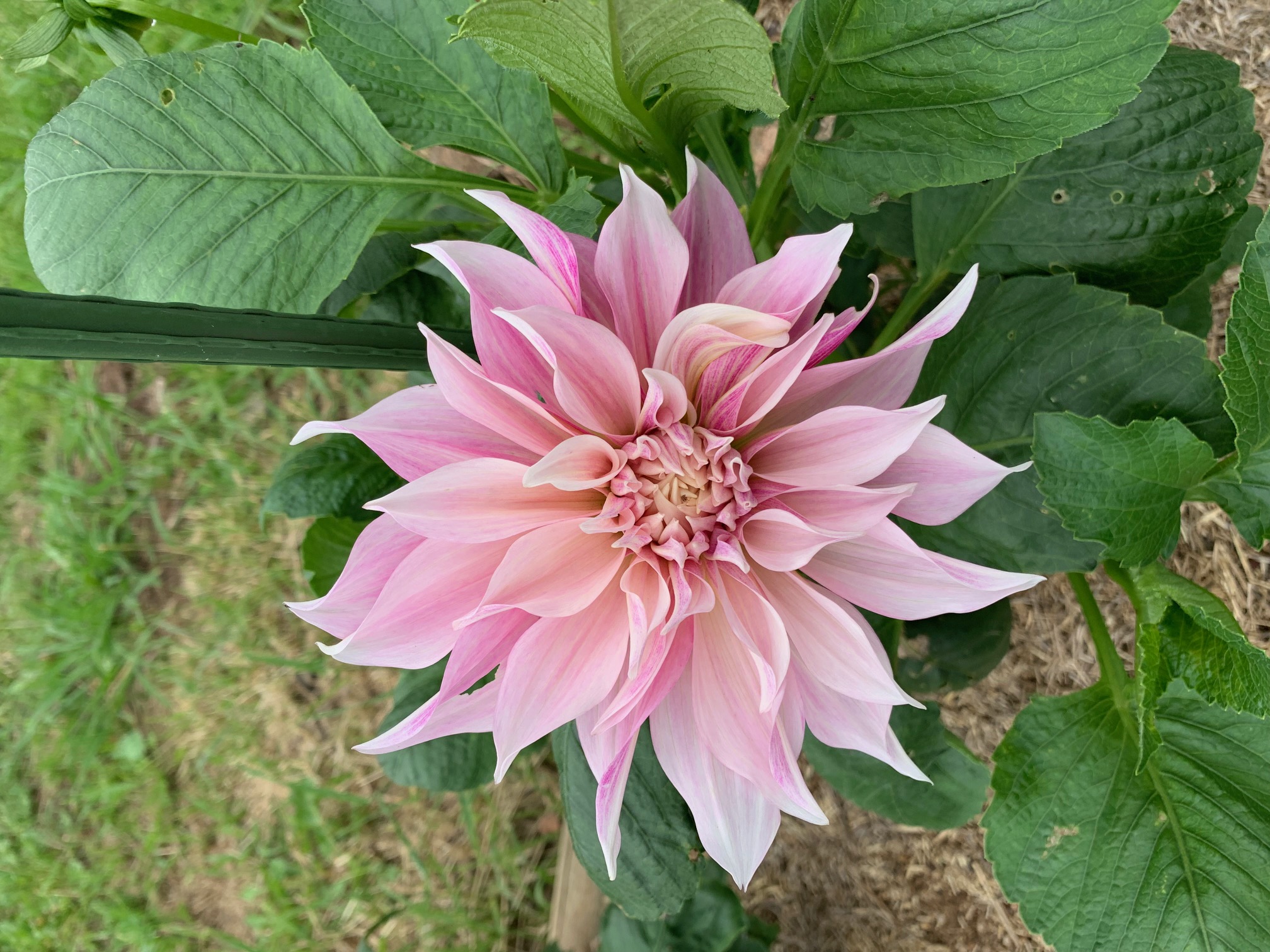 Dahlias - Robin Tennant Wood