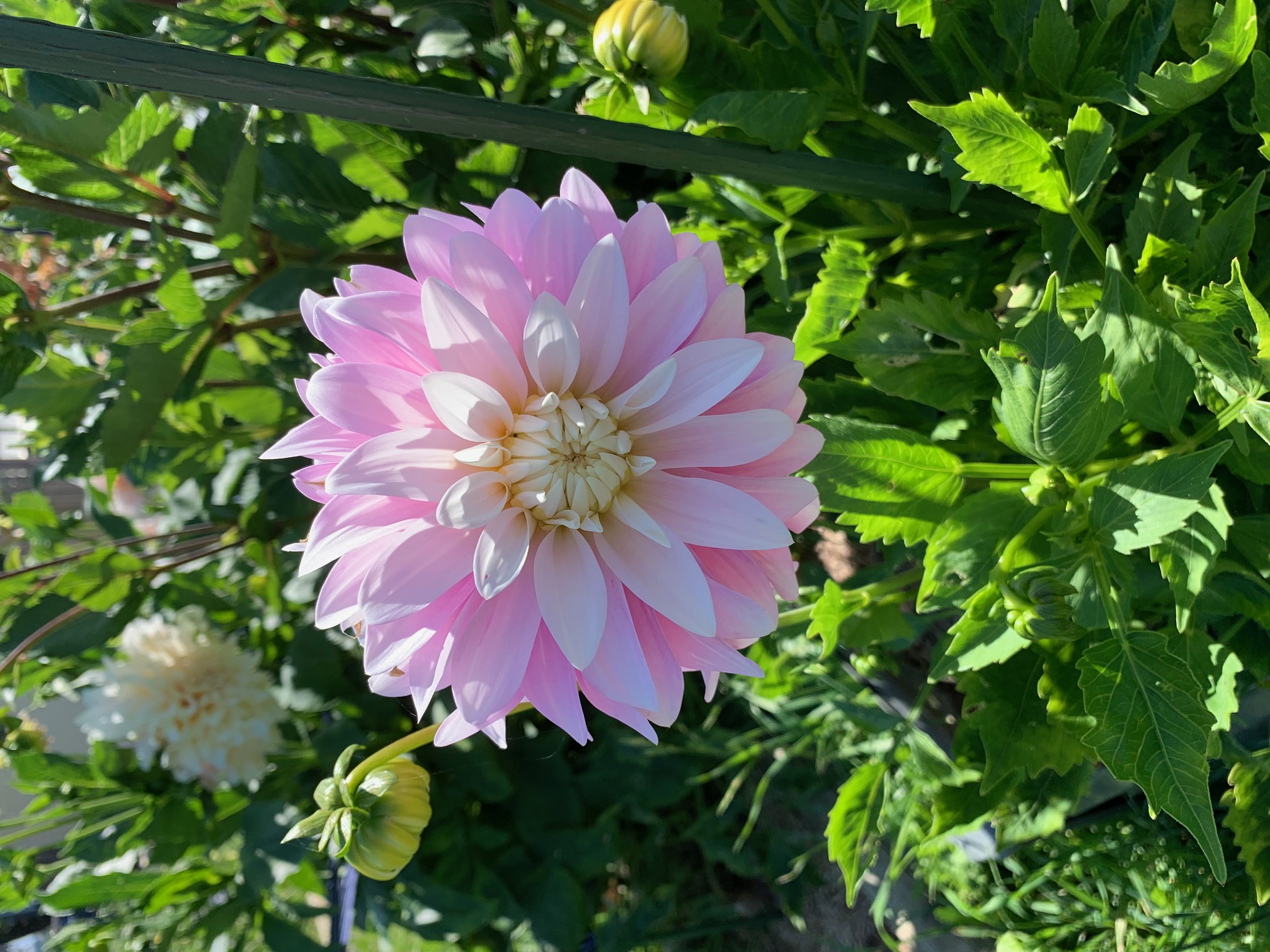 Dahlias - Robin Tennant Wood