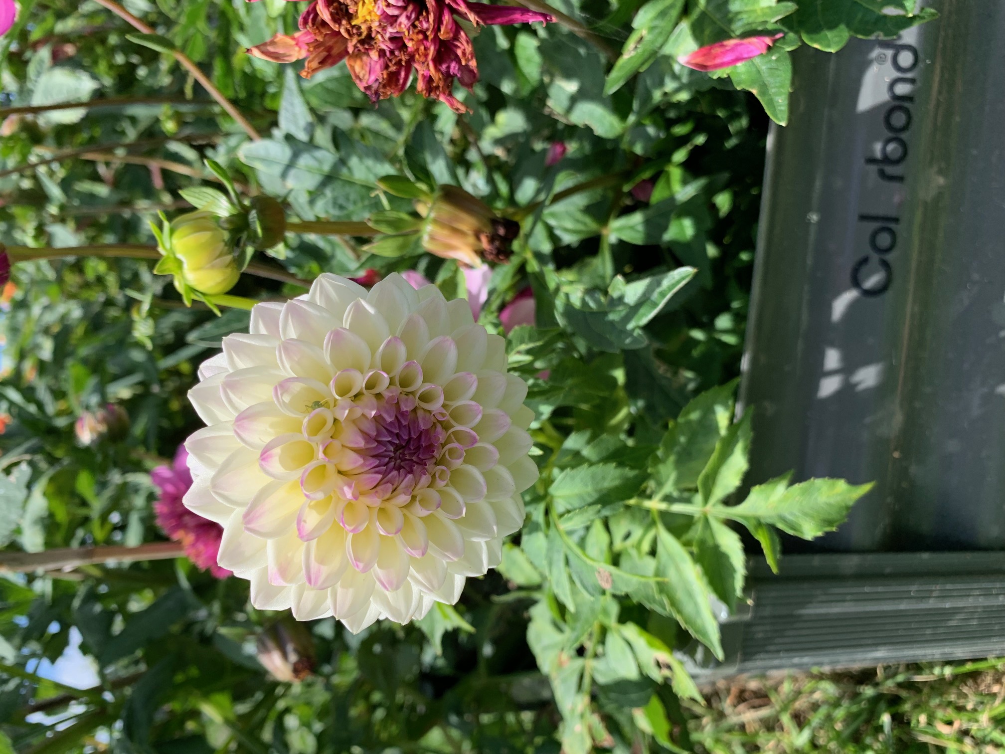 Dahlias - Robin Tennant Wood